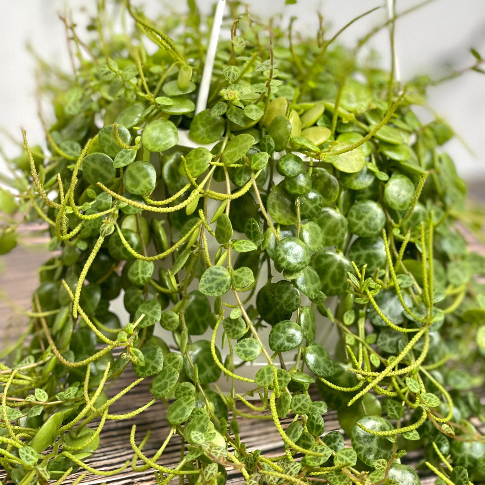 String of Turtles Peperomia Prostrata String of Turtles - Etsy