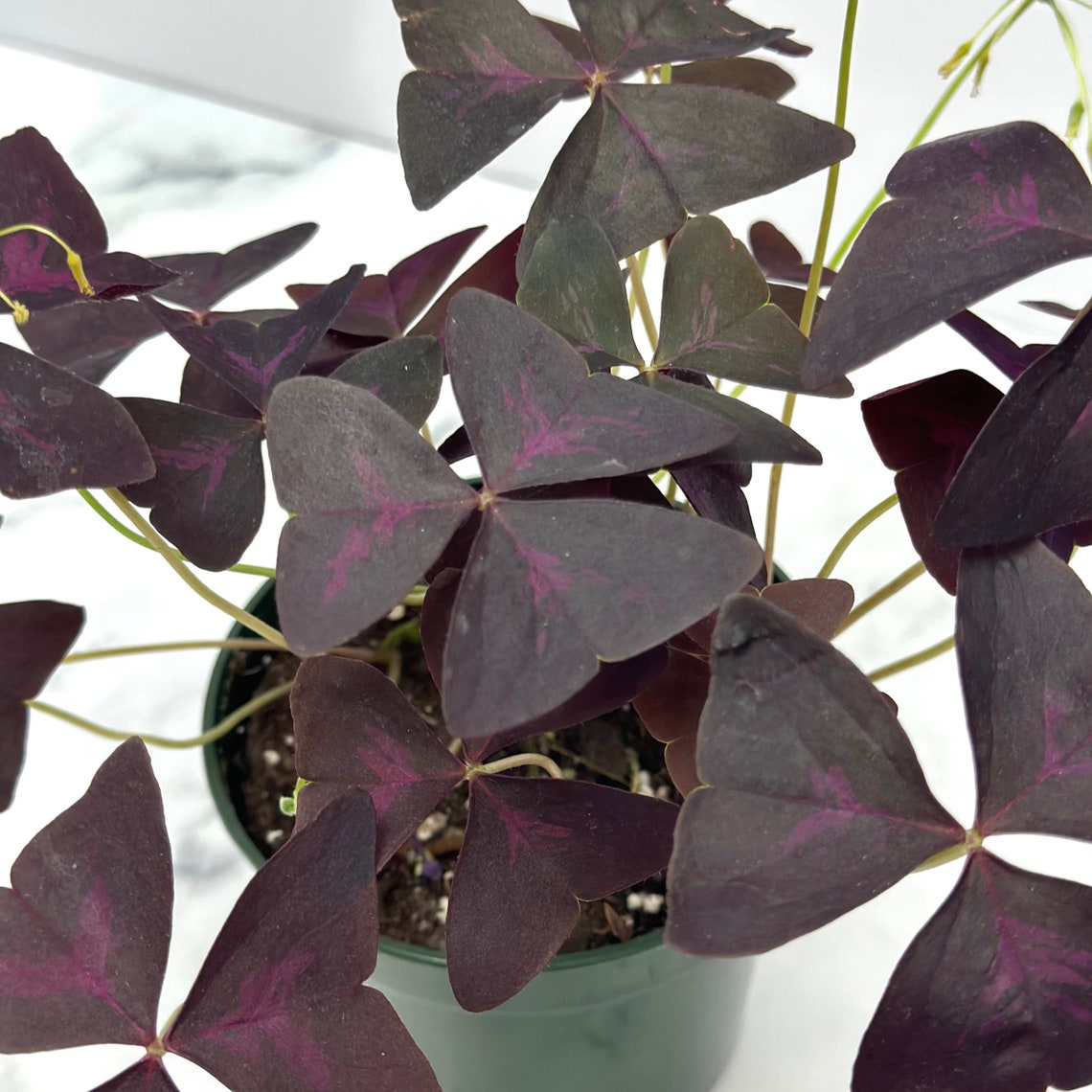 Oxalis Triangularis Purple and Green Shamrock Plant Oxalis - Etsy
