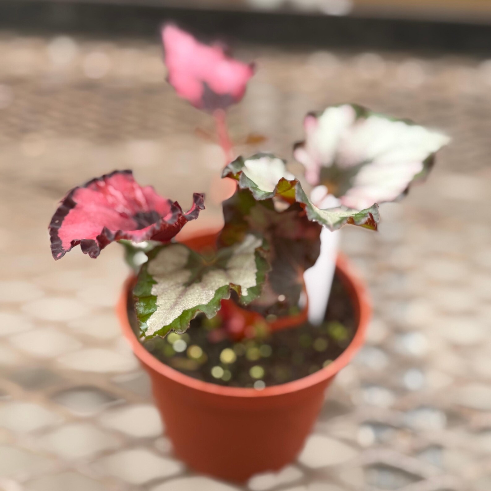 Begonia Red Robin Live Plant | Begonias Rex Indoor | Red and Pink House ...
