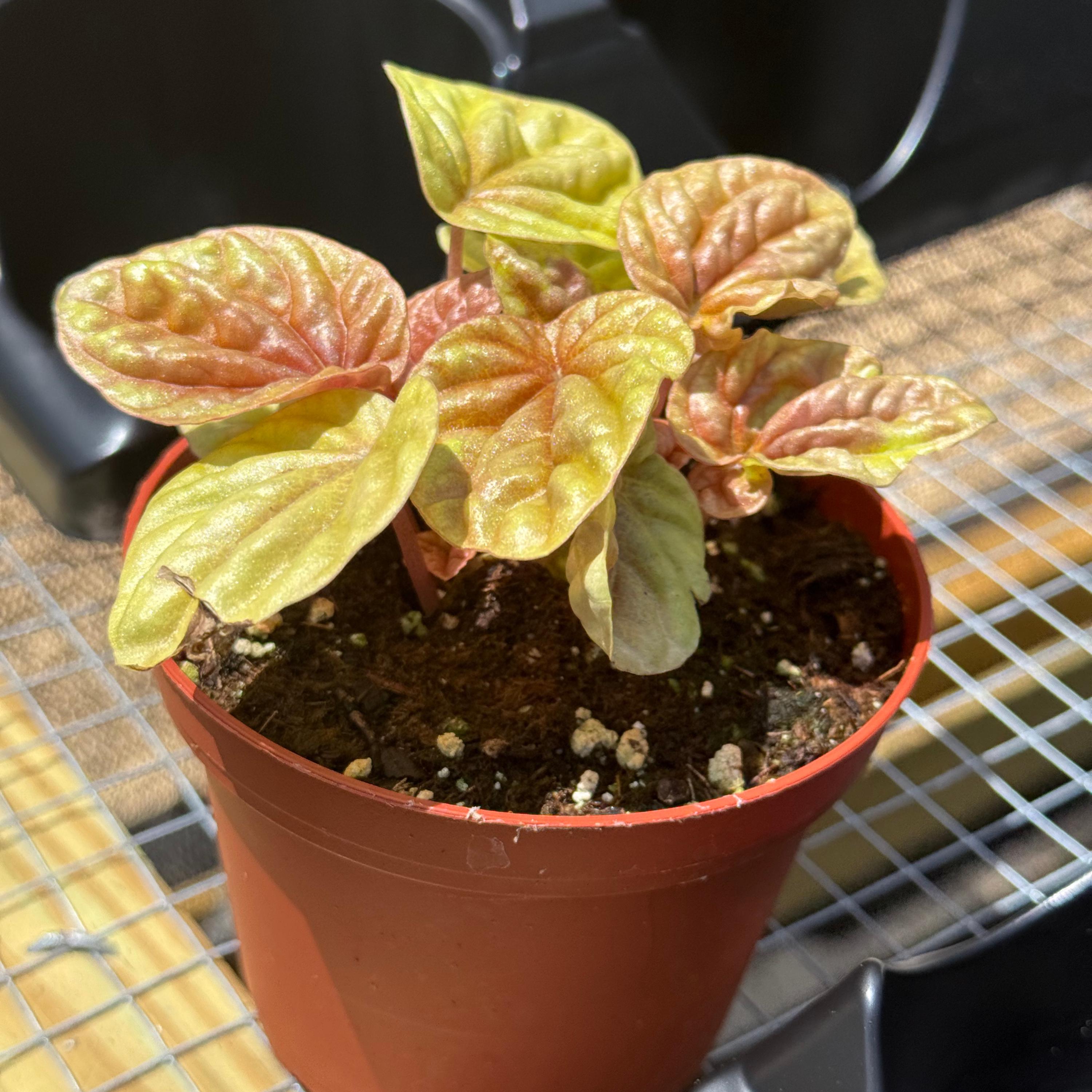 Peperomia Quito Live Plant | Peperomia Plant Pet Safe | Red House ...
