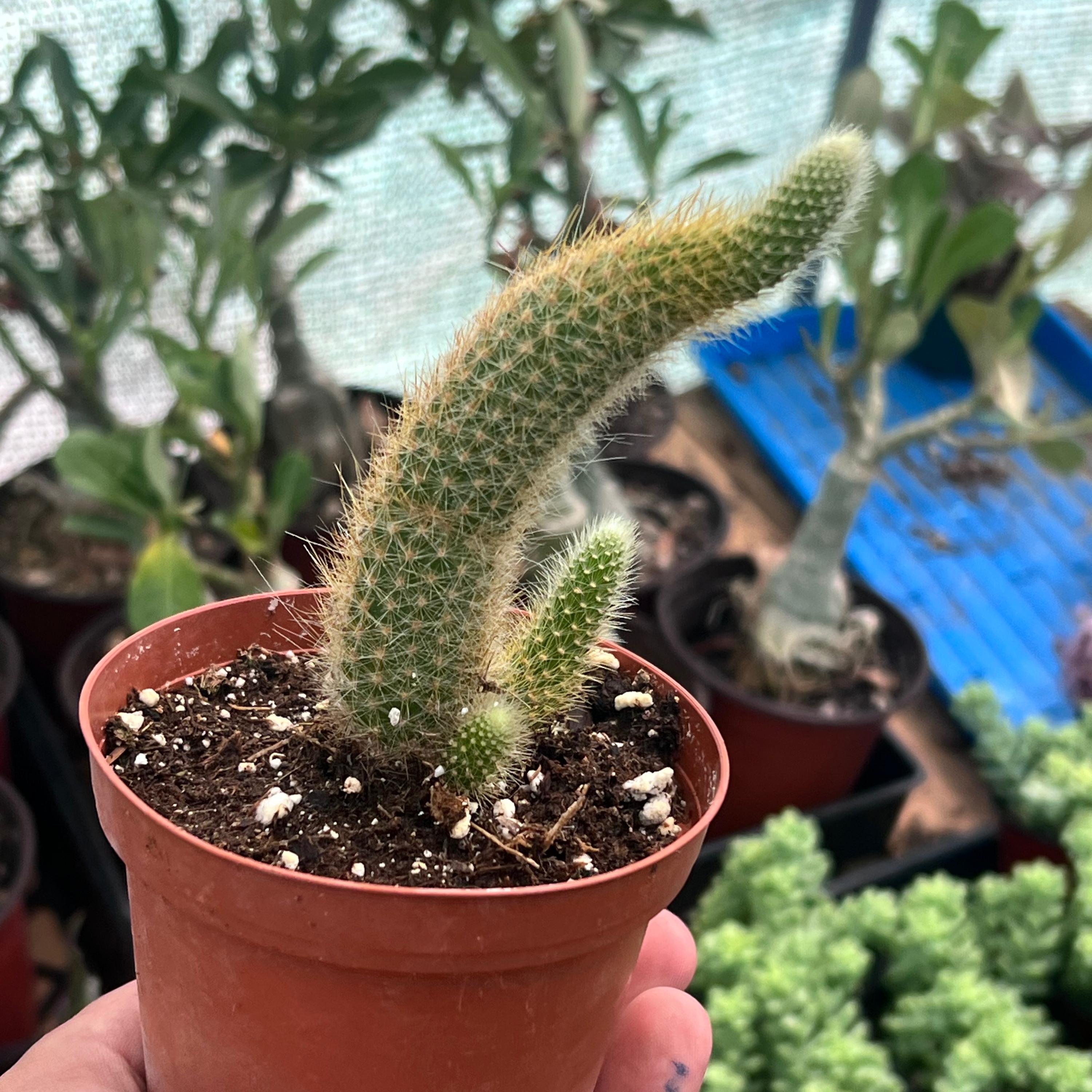 Monkey Tail Cactus Live Plant | Fuzzy Cactus Plants Indoor Home Decor ...