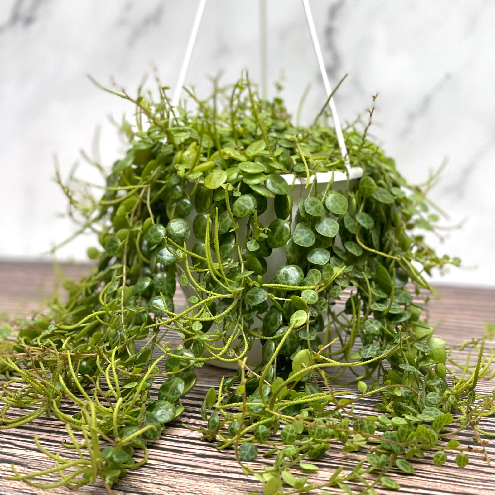 String of Turtles Peperomia Prostrata String of Turtles - Etsy