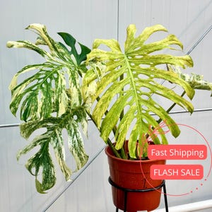 Monstera Mint Live Plant | Variegated Mint Monstera House Plants SALE ...