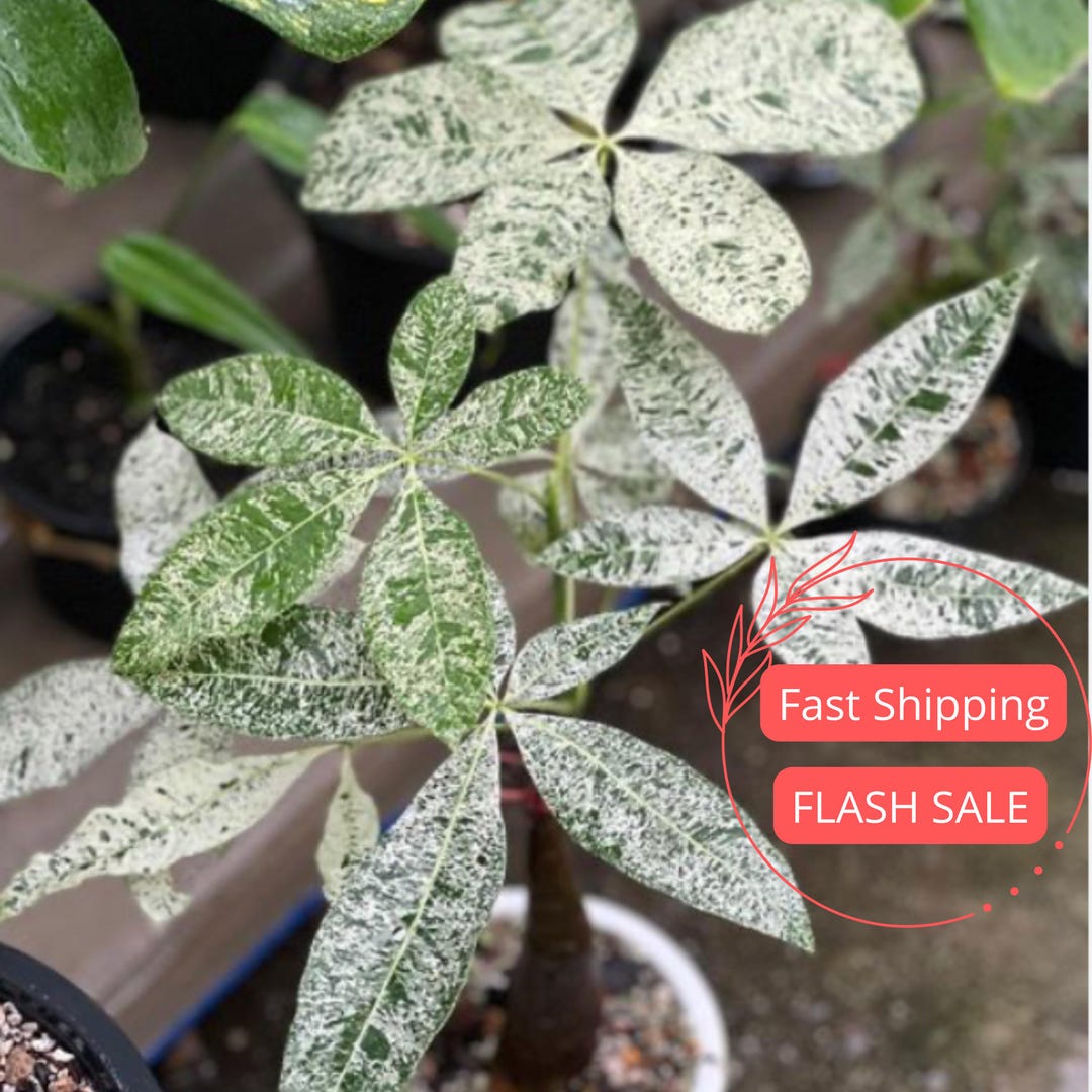 Variegated Money Tree House Plants SALE | Pachira Glabra Variegated ...