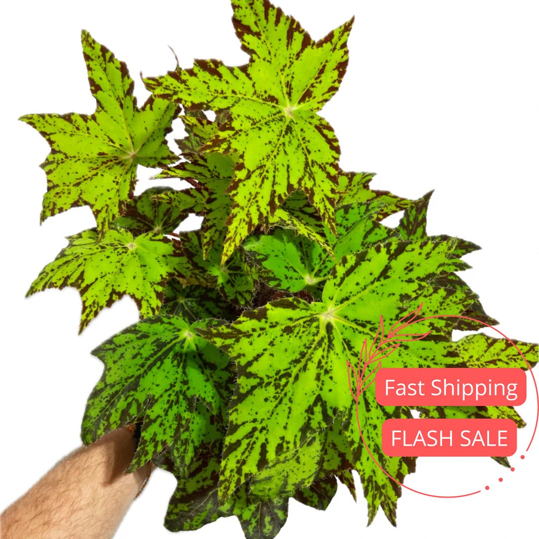 Begonia Geometry Live Plant | Mature Begonias Rex Indoor | Variegated ...