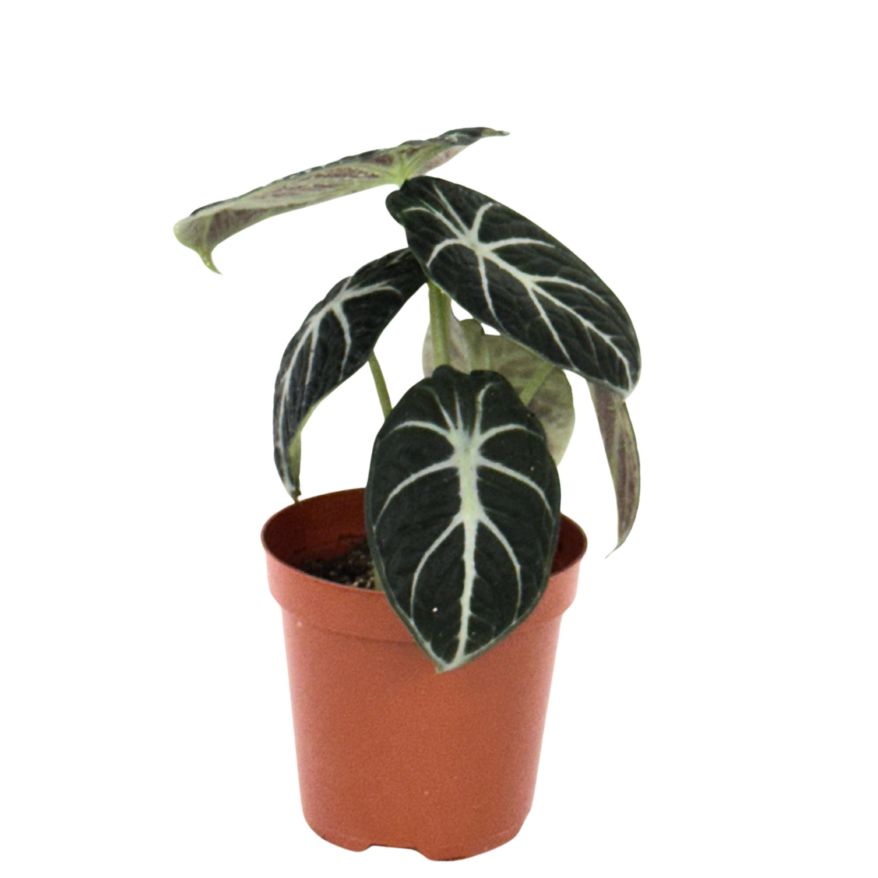 Alocasia Ninja Live Plant SALE | Alocasia Ninja Corm Rooted | Indoor ...