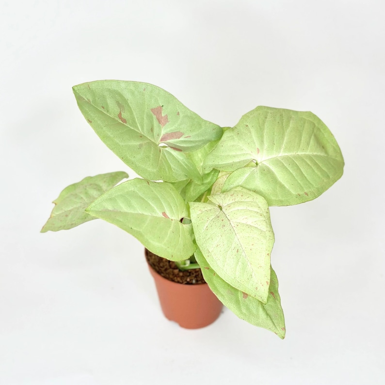 Syngonium Milk Confetti Live Plant | Rare Arrow Head Plants | House ...