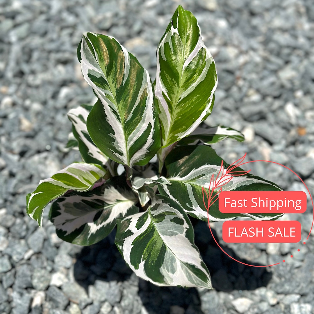 Calathea Stella Lush | Calathea Stella Starter Plant | Rooted Calathea ...