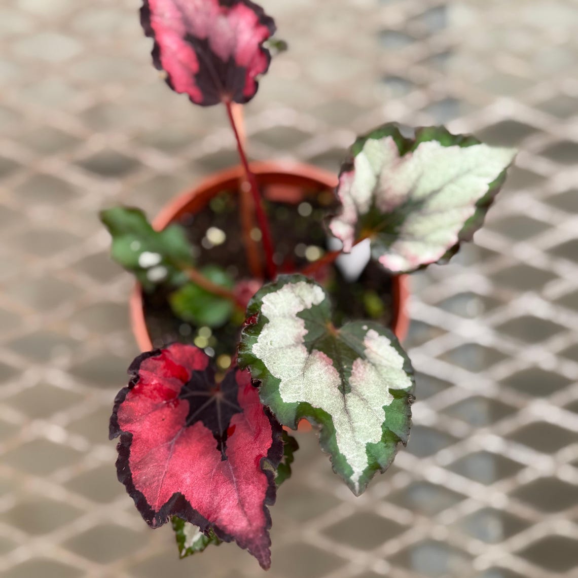 Begonia Red Robin Live Plant | Begonias Rex Indoor | Red and Pink House ...