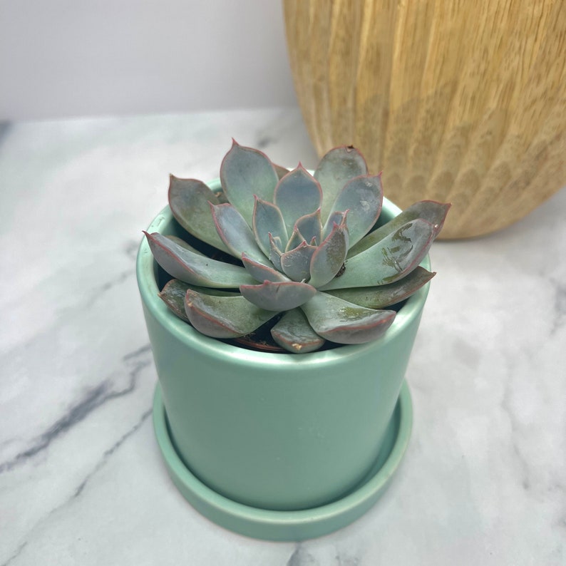 Mini Ceramic Planters With Drainage and Saucer | Small Ceramic Planter ...