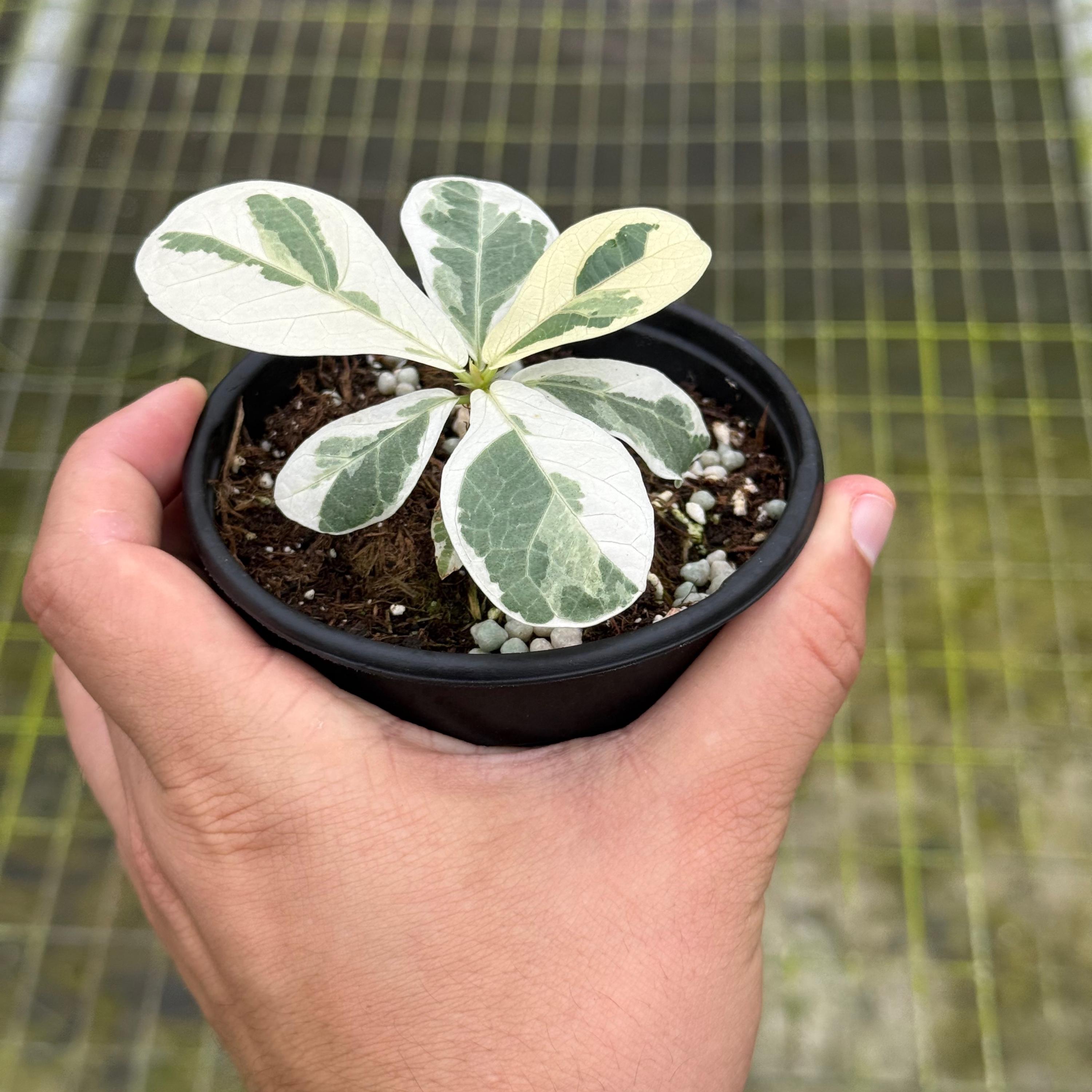 Ficus Lyrata Variegated Live Plant | Fiddle Leaf Fig Ficus Tree Starter ...