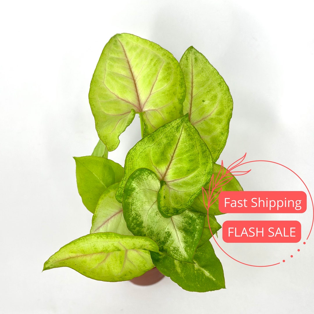 Syngonium Golden Allusion Plant | Syngonium Gold Allusion Starter ...