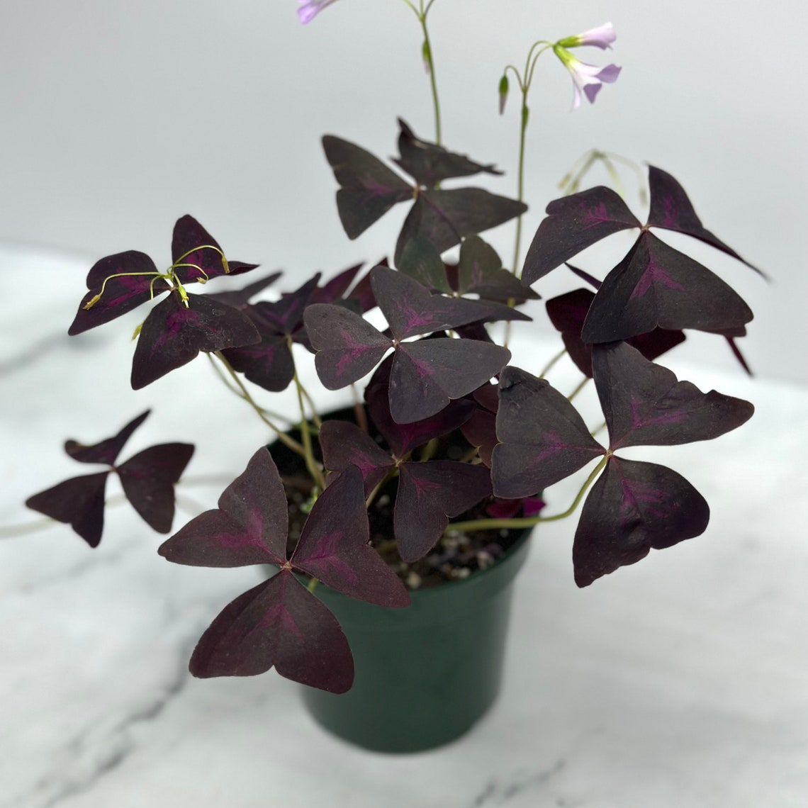 Oxalis Triangularis Purple and Green Shamrock Plant Oxalis - Etsy