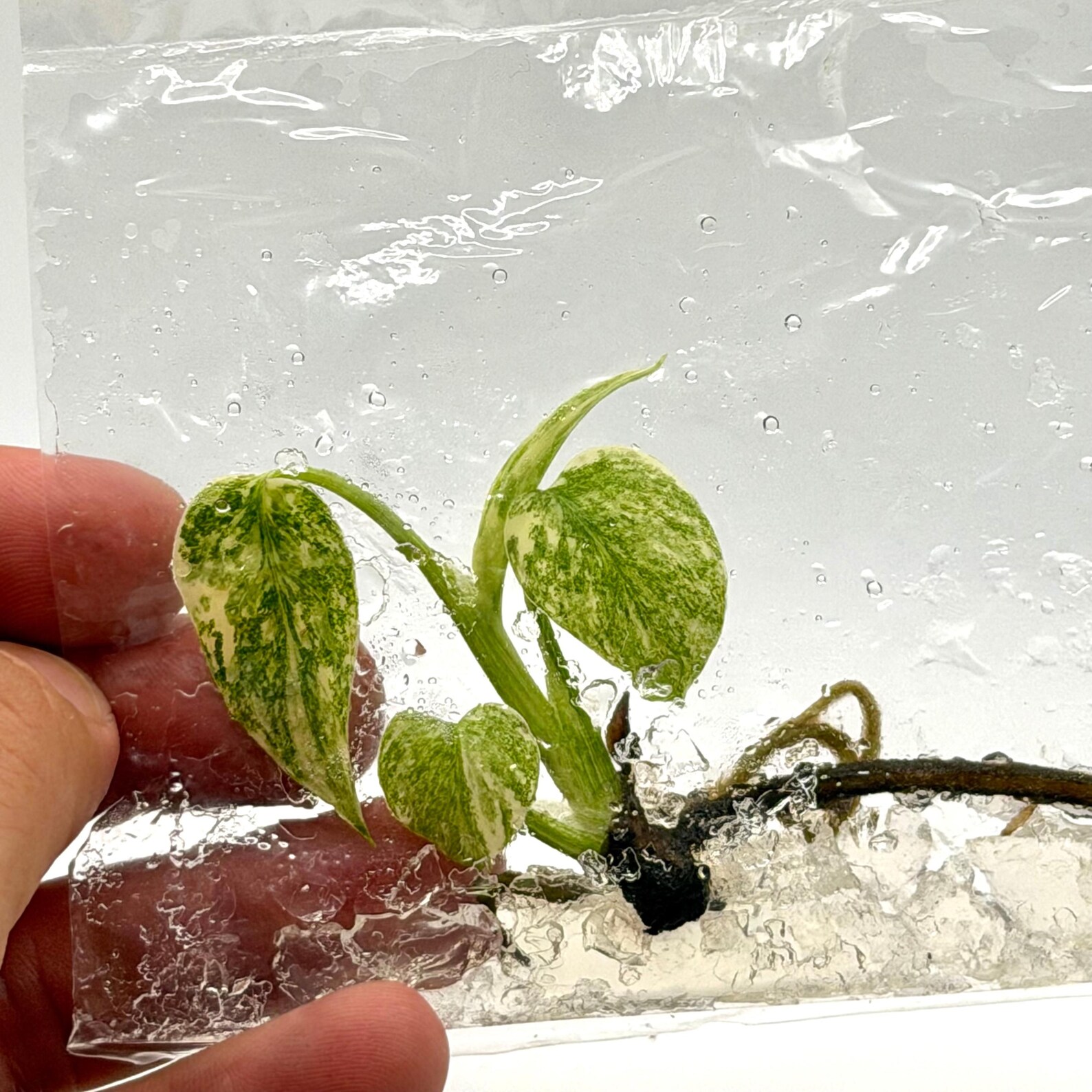 Monstera Green Snow Tissue Culture Plant | Monsteras Abo Variegated ...