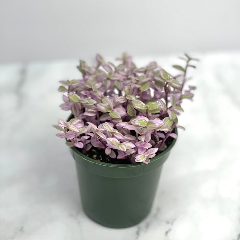 Callisia Repens Pink Lady Callisia Repens Pink Panther - Etsy