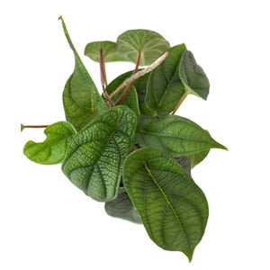 Peperomia Piper Parmatum Live Plant | Peperomia Plant Starters | Pet ...