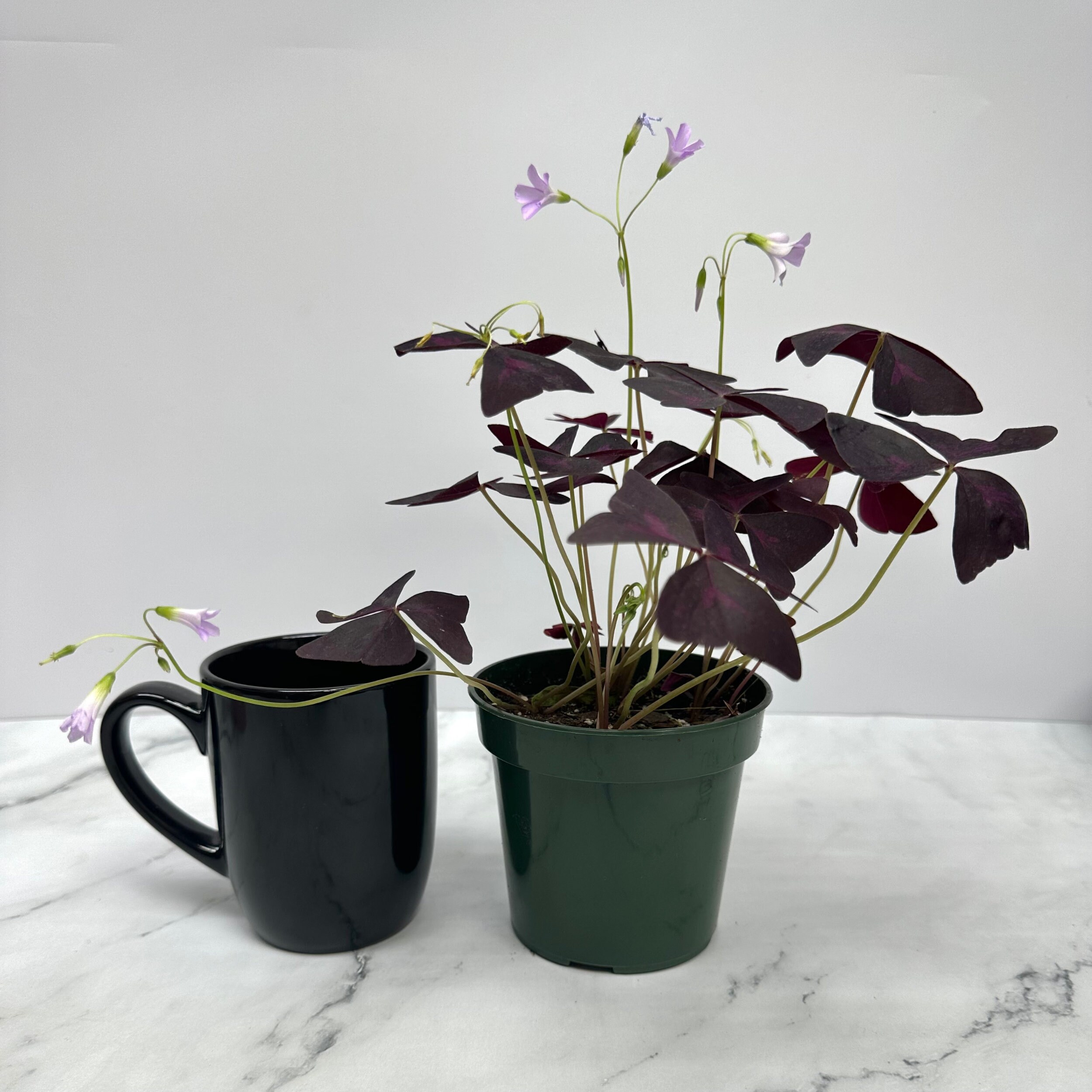 Oxalis Triangularis Purple and Green Shamrock Plant Oxalis - Etsy