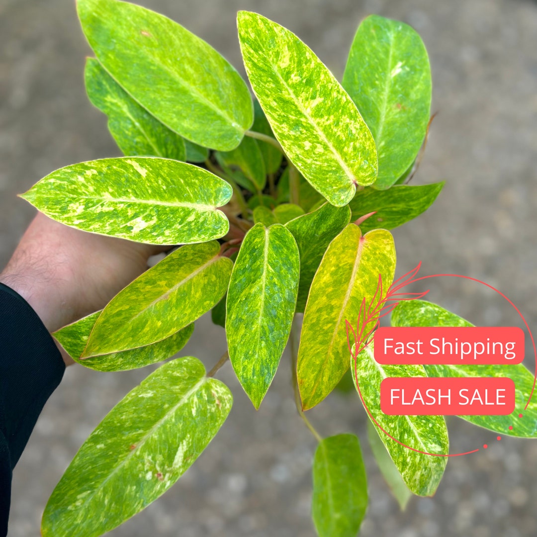 Philodendron Painted Lady Variegated Large | Philodendron Painted Lady ...