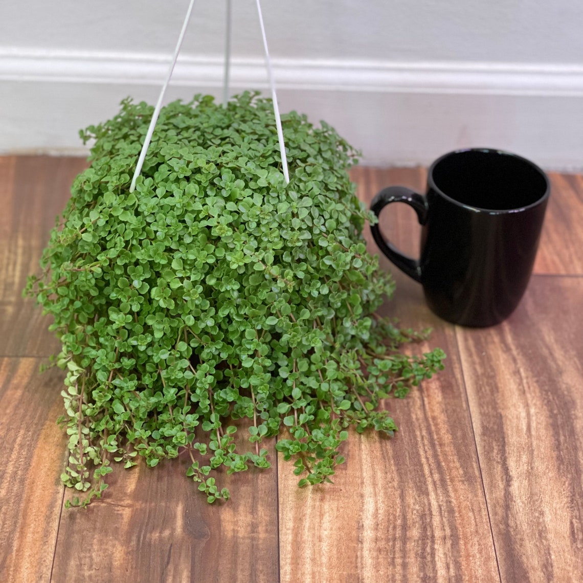 Pilea Depressa Pilea Depressa Baby Tears Baby Tears Pilea - Etsy
