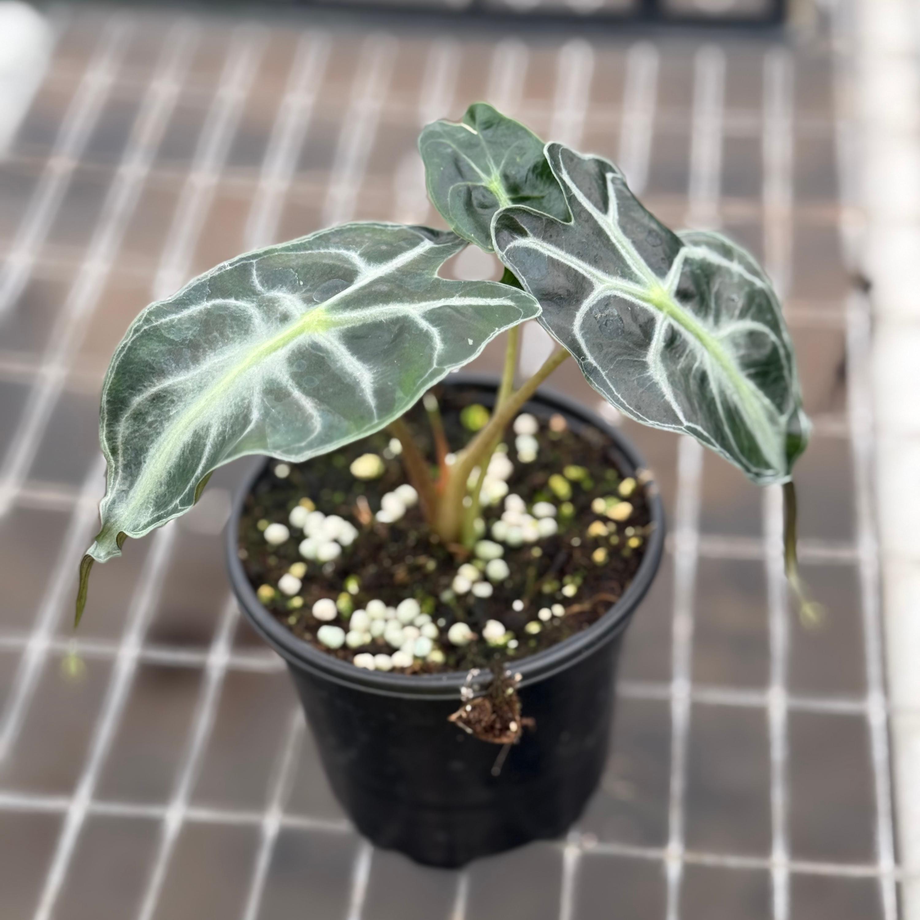 Alocasia Venom Live Plant SALE | Alocasia Venom Corm Rooted | Indoor ...