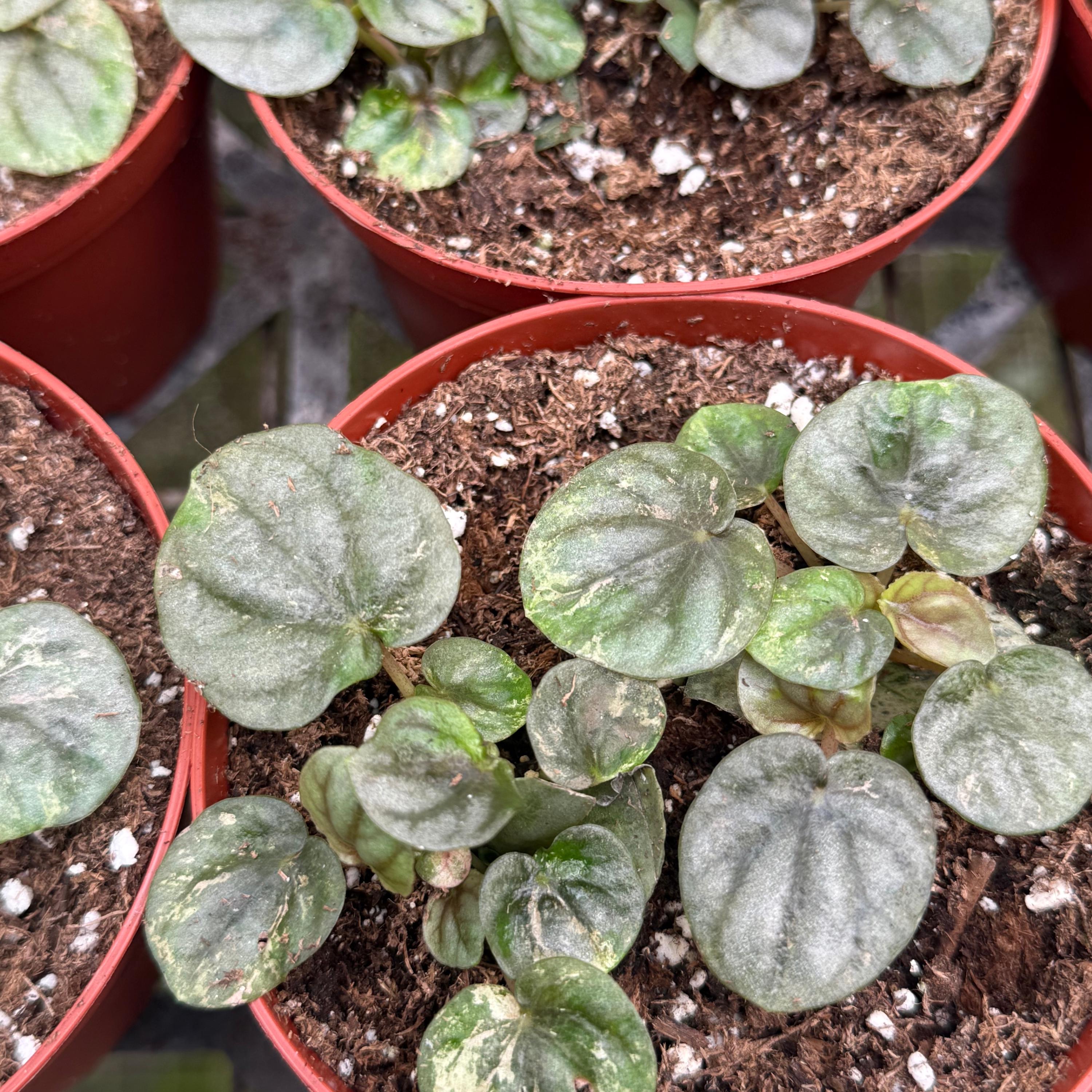Peperomia Pink Lady Live Plant | Variegated Starter House Plants | Rare ...