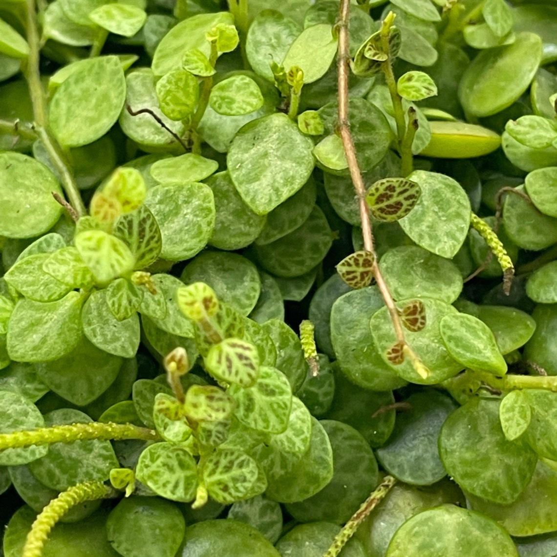 String of Turtles Peperomia Prostrata String of Turtles - Etsy