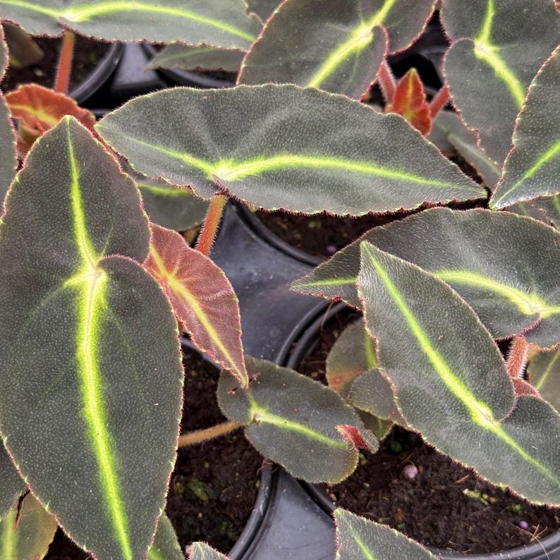 Begonia Listada Live Plant | Begonias Rex Indoor | Variegated House ...