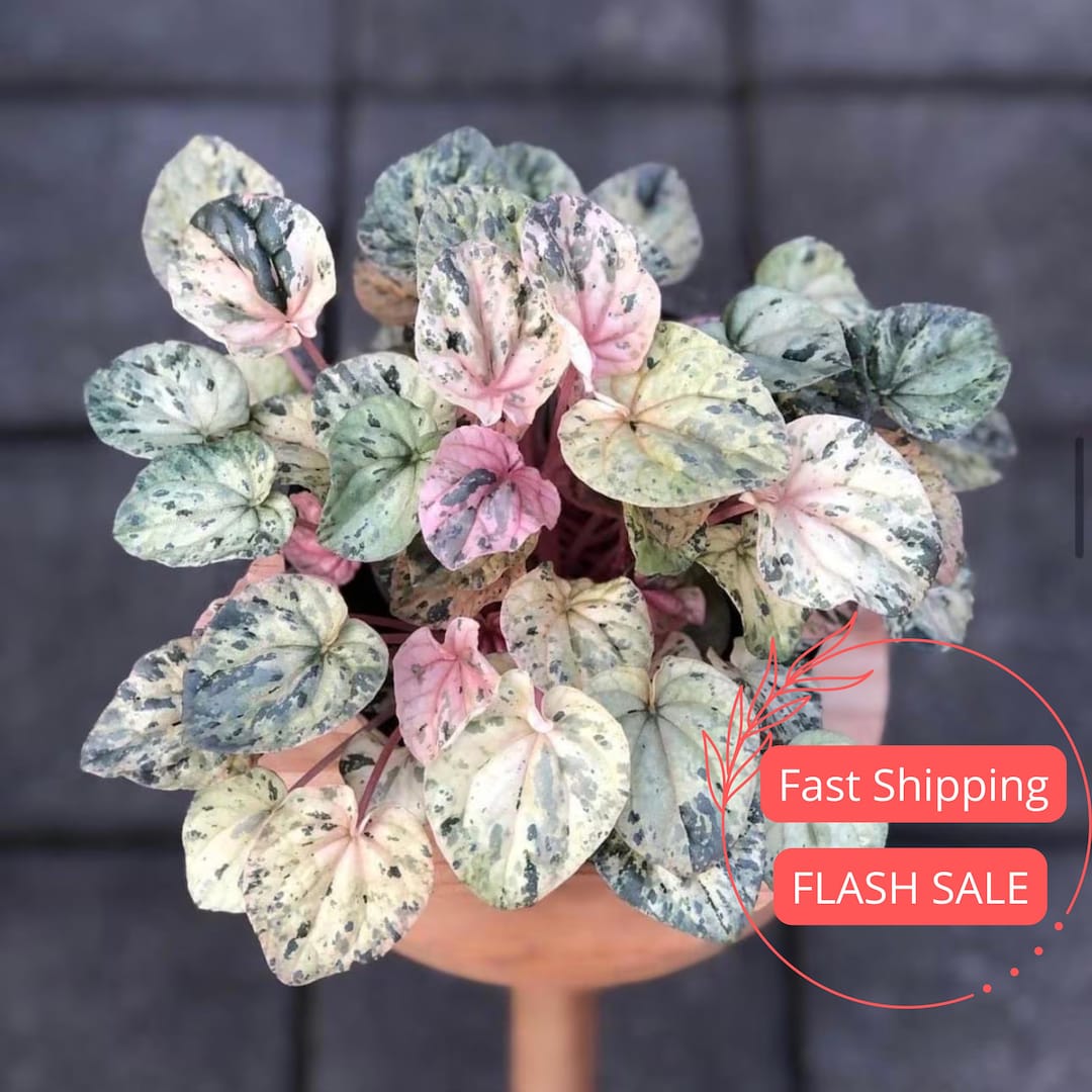Peperomia Pink Lady Live Plant | Variegated Starter House Plants | Rare ...