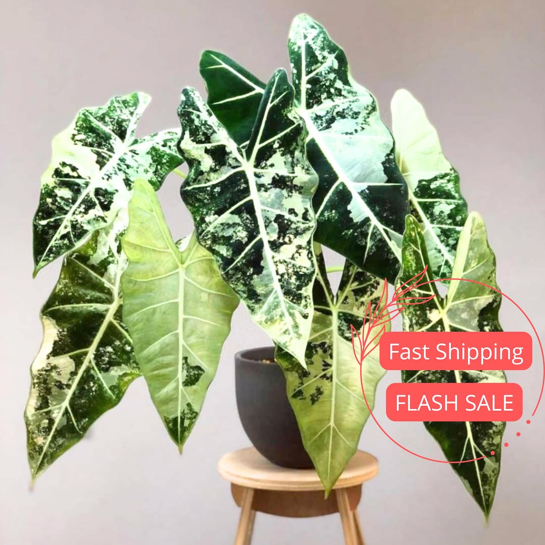 Variegated Alocasia Frydek Live Plant SALE | Alocasia Corm Frydek ...