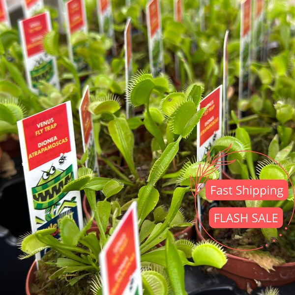 Venus Flytrap - Etsy