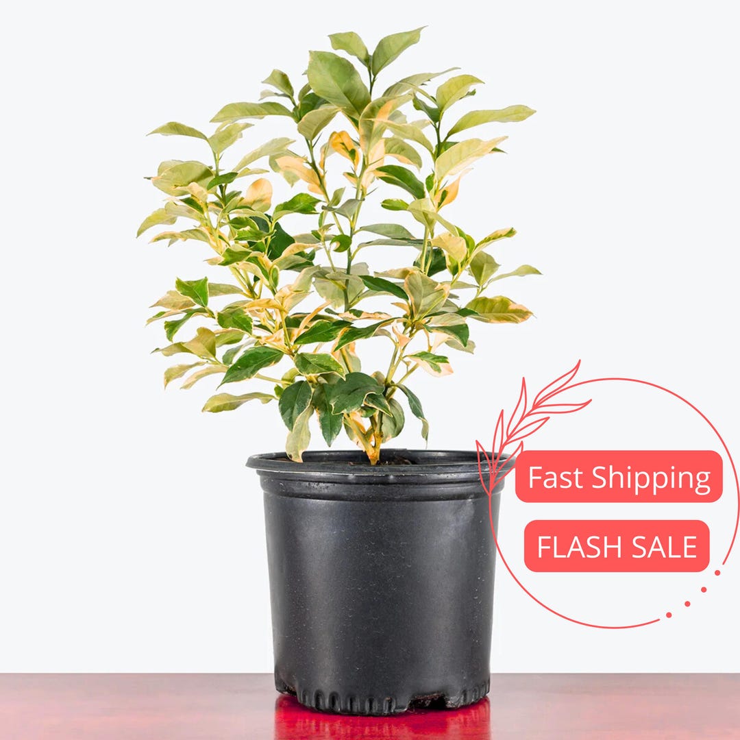 Lemon Tree Live Plant | Variegated Pink Lemon Plants | House Plants for ...