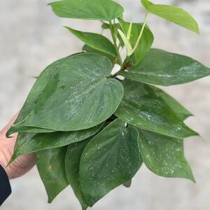 Philodendron Cordatum Heartleaf Lush | Heartleaf Philodendron | Philo ...
