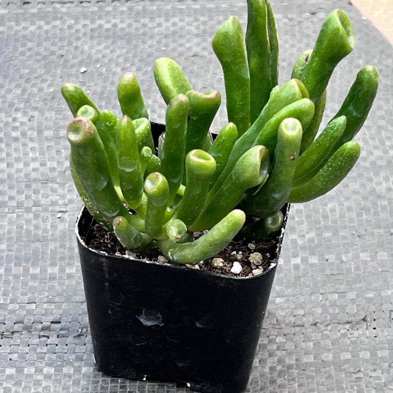 Gollum Jade Live Plant | Shreks Ear Crassula Ovata Succulent Plants ...