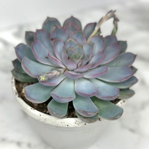 Echeveria Orion | Colorful Succulents Plants | Echeveria Succulent ...