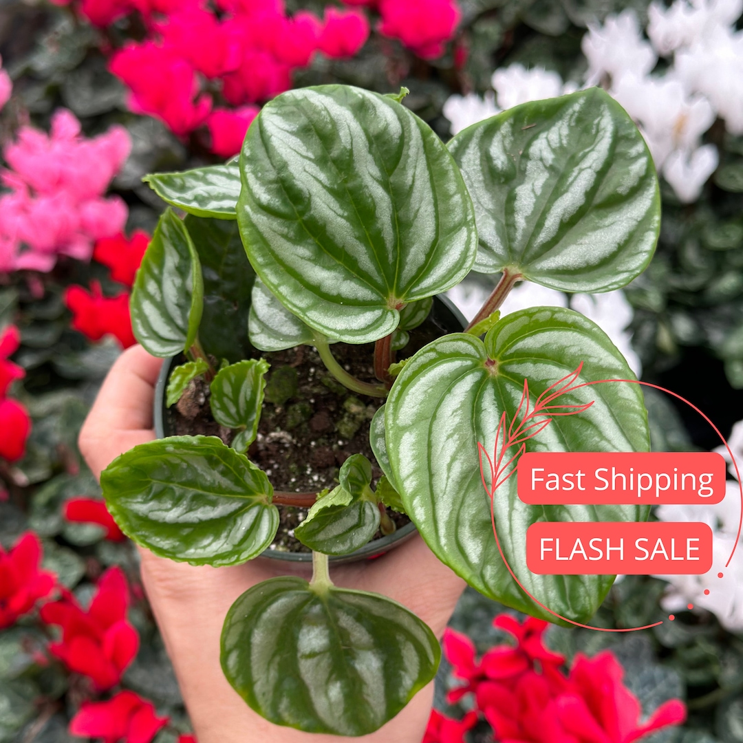 Peperomia Ecuador Plant Large | Peperomia Watermelon Ecuador Plants ...