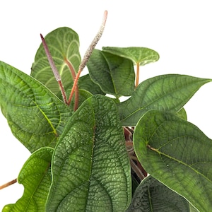 Peperomia Piper Parmatum Live Plant | Peperomia Plant Starters | Pet ...
