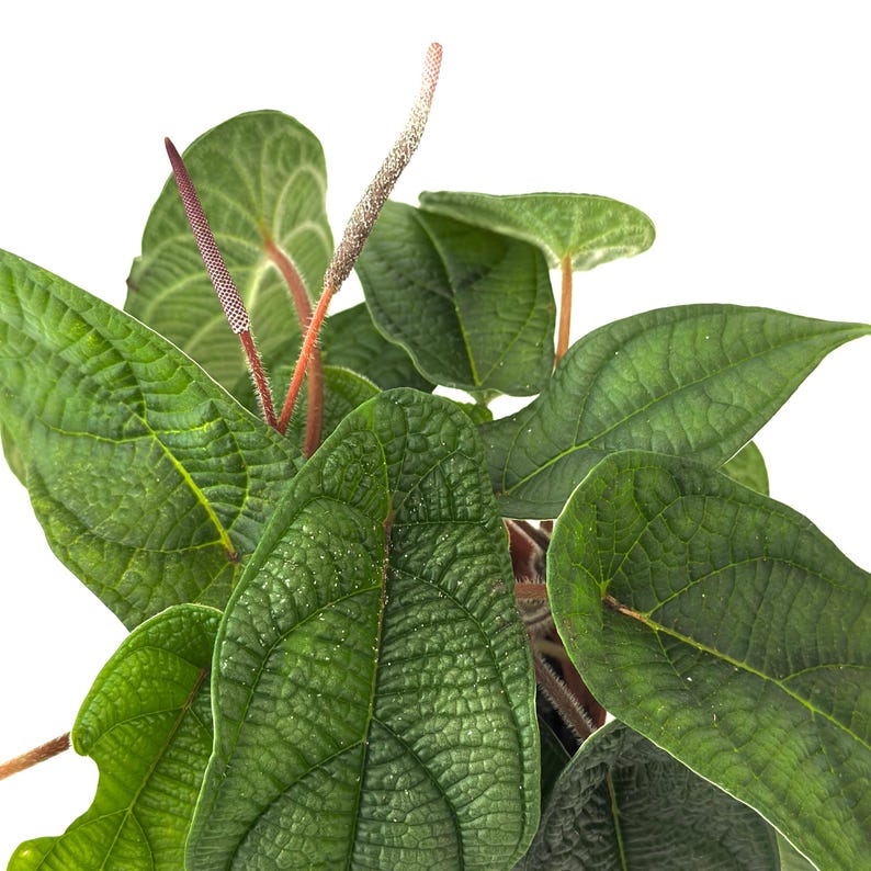 Peperomia Piper Parmatum Live Plant | Peperomia Plant Starters | Pet ...