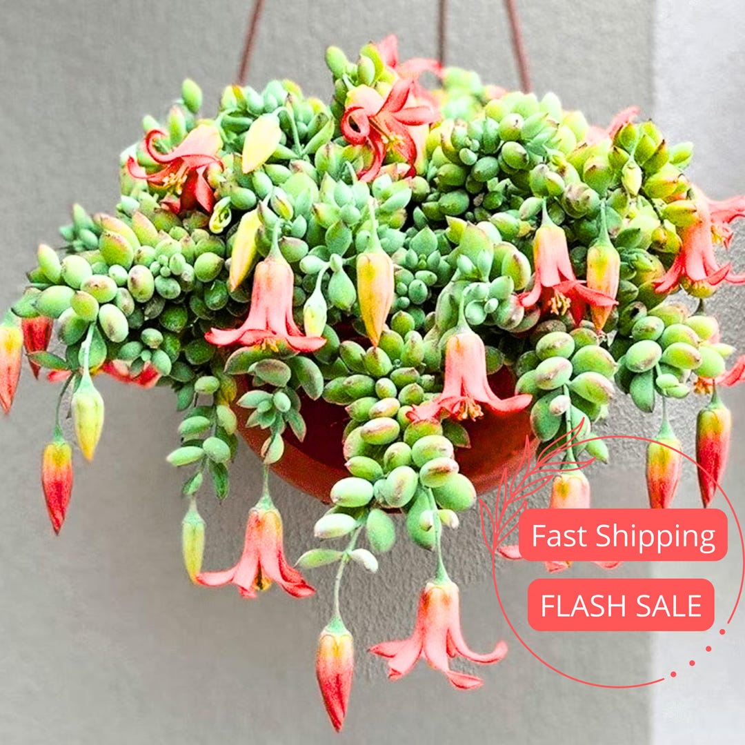 Cotyledon Pendens Live Plant | Cliff Hanger Succulent Plants ...