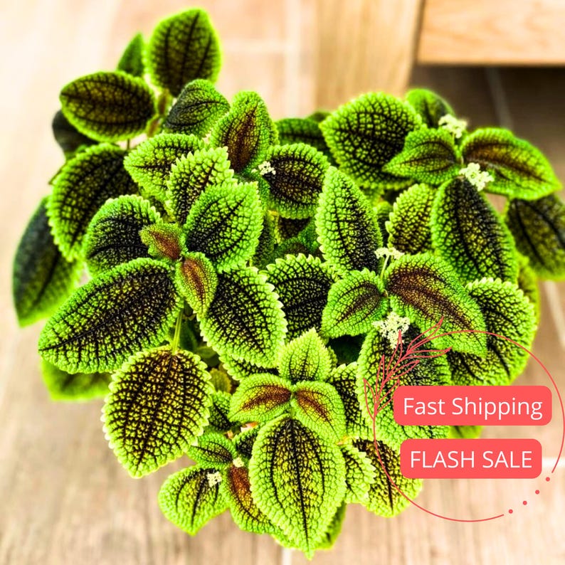 Pilea Moon Valley Live Plant | Friendship Starter House Plants | Rare ...