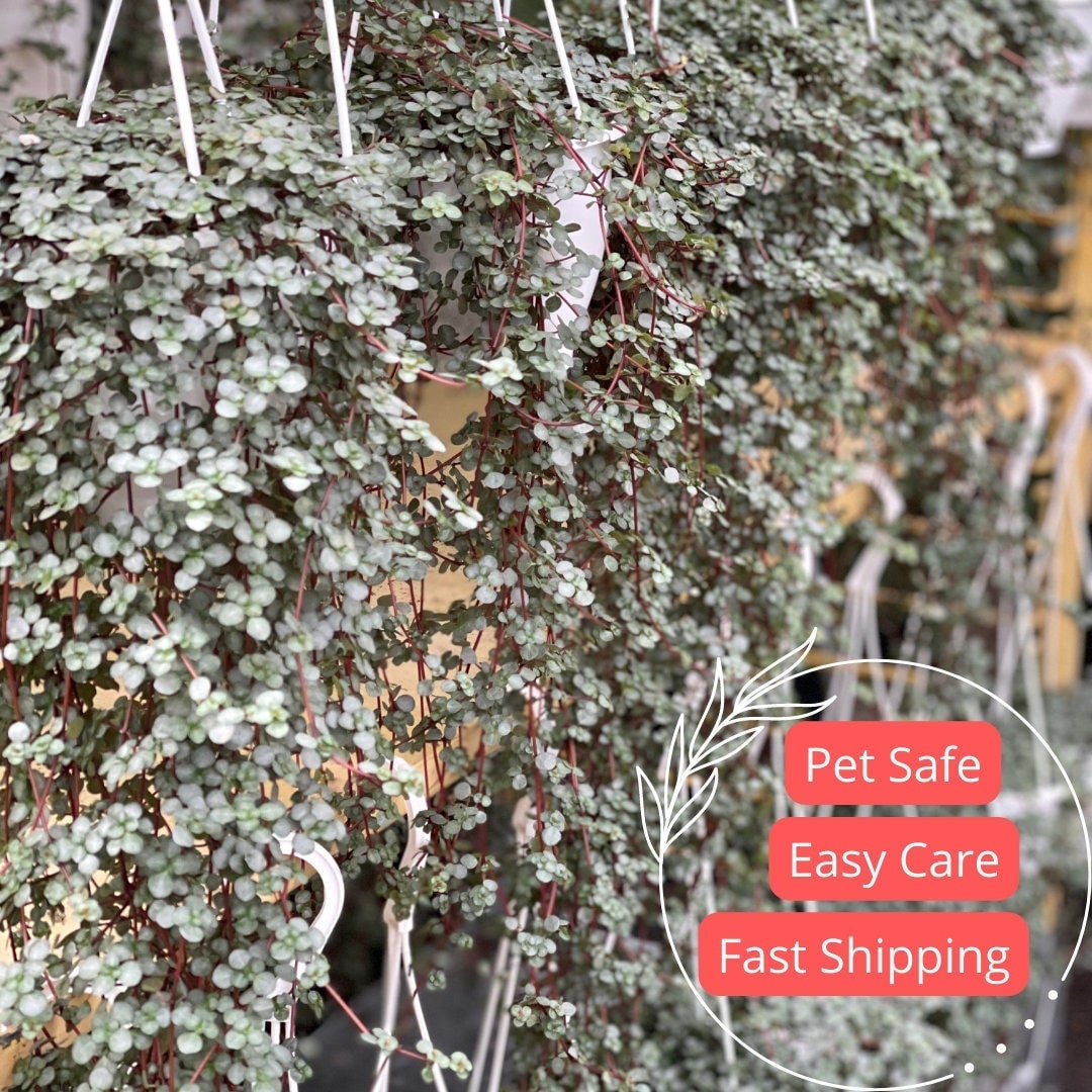 Pilea Glauca Aquamarine Hanging Basket 4.5" | Blue Baby Tears Pilea ...