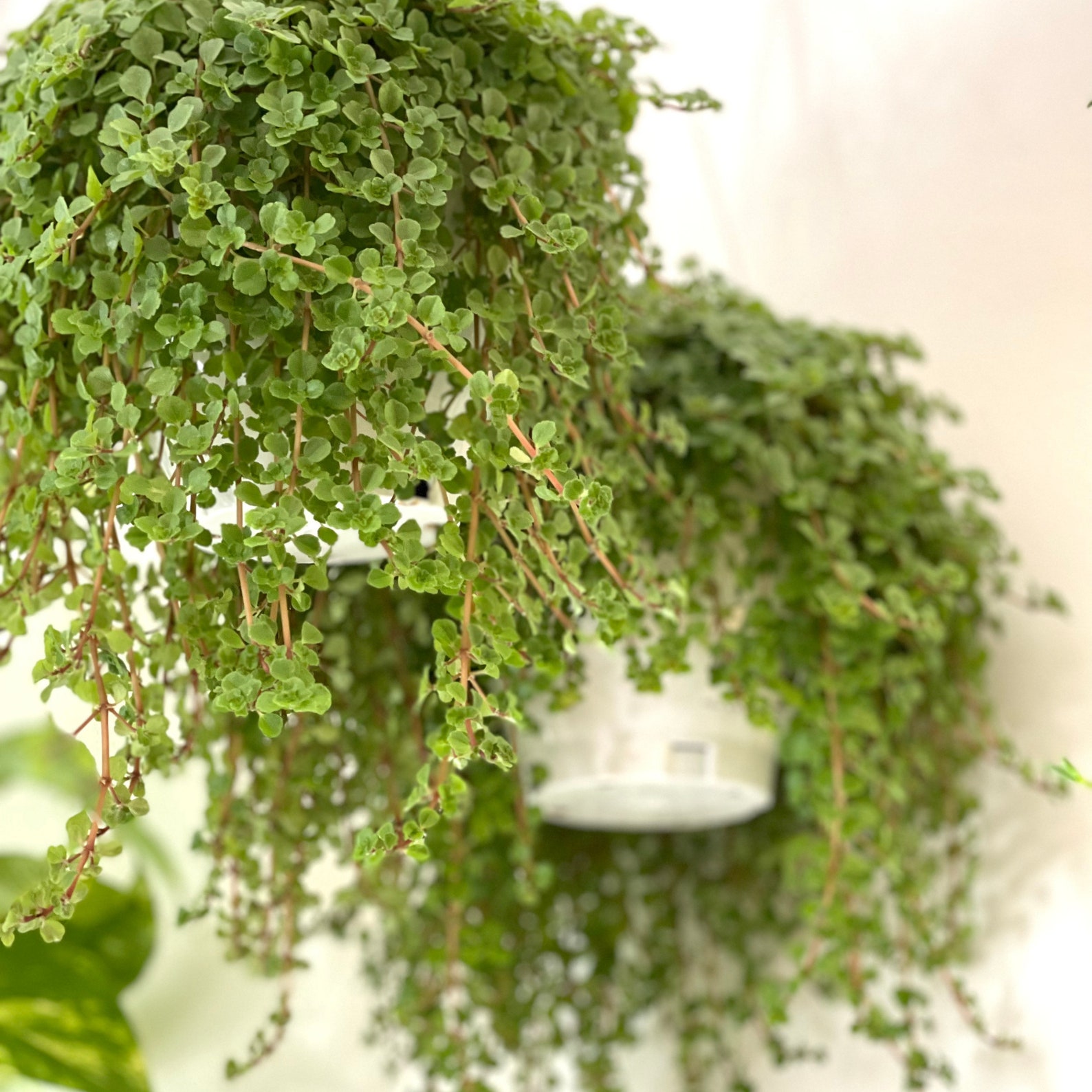 Pilea Depressa Pilea Depressa Baby Tears Baby Tears Pilea - Etsy