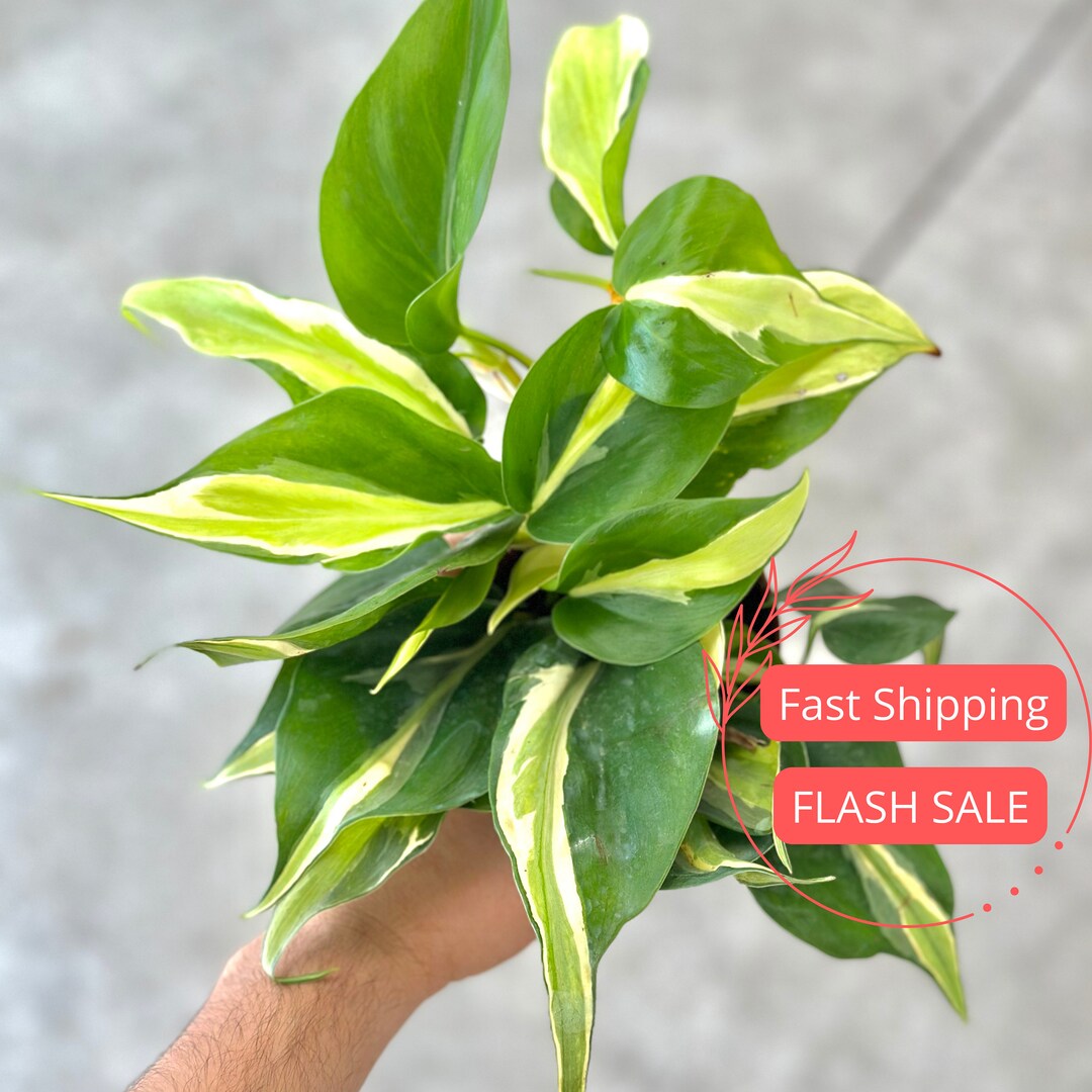 Philodendron Rio Large | Philodendron Rio Starter Planter Plant | Rio ...