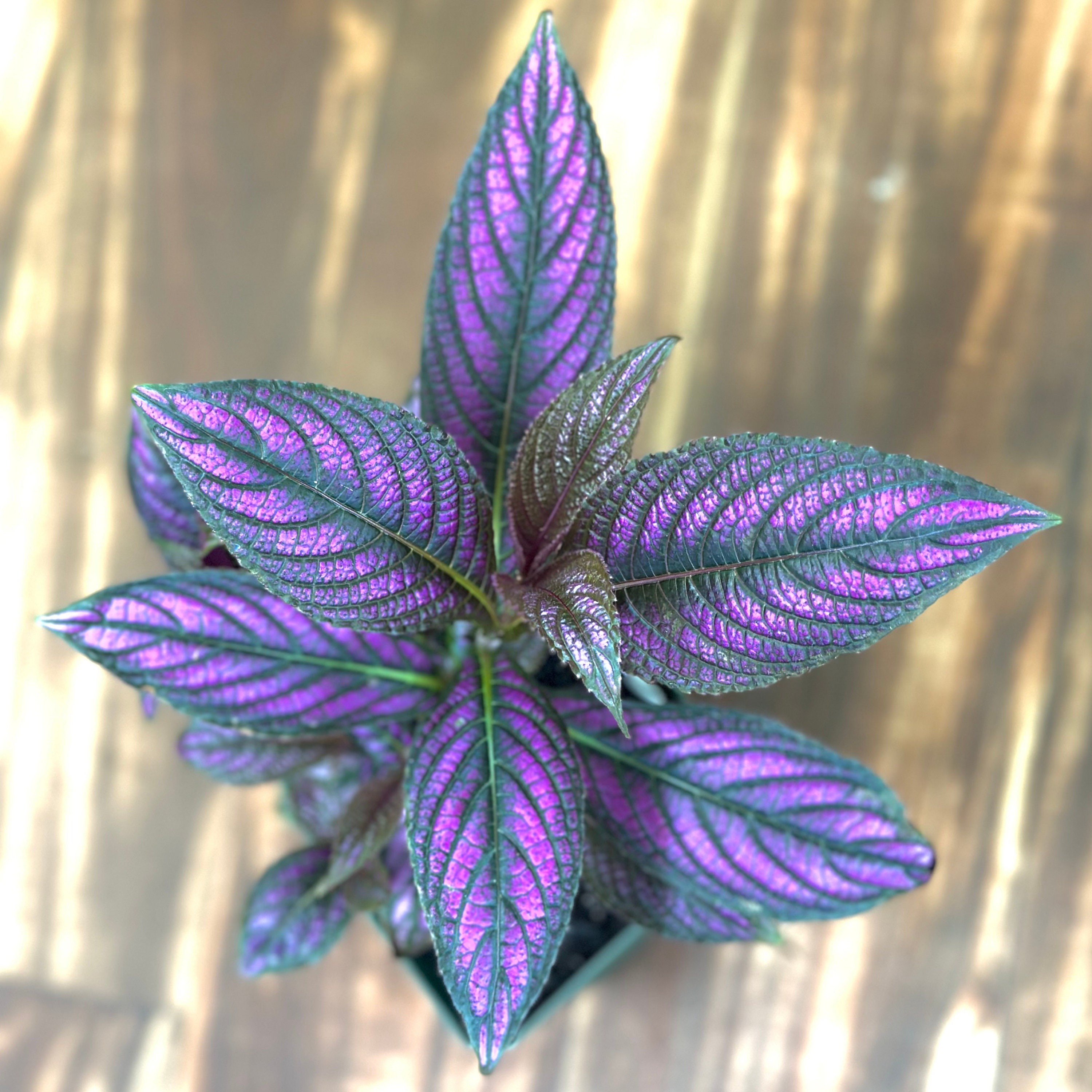 Persian Shields Strobilanthes Dyerianus Live Plants | Fully Rooted ...