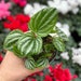 Peperomia Ecuador Plant Large | Peperomia Watermelon Ecuador Plants ...