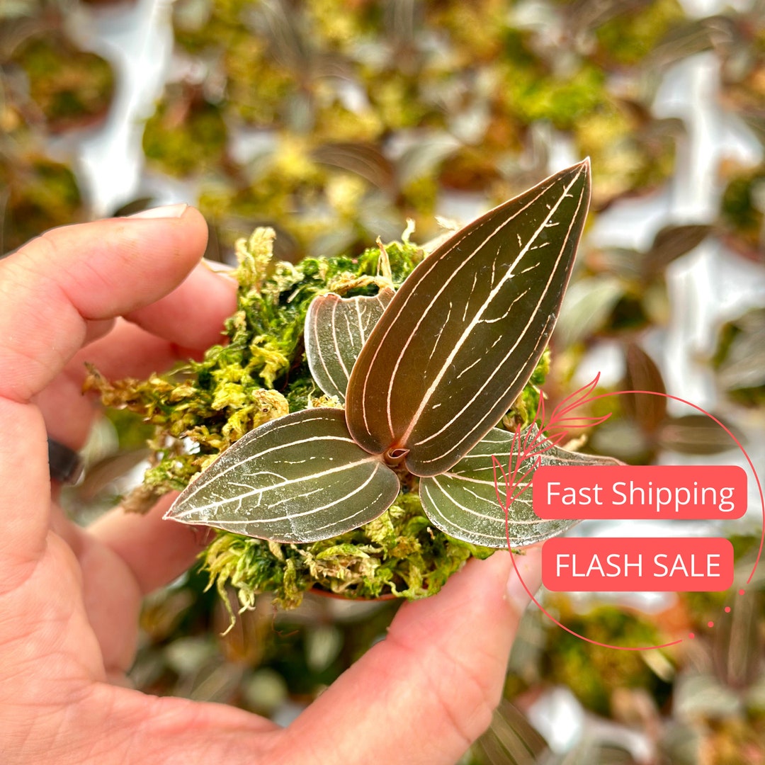 Jewel Orchid Ludisia Discolor Starter Plant | Orchid Plant | Jewel ...