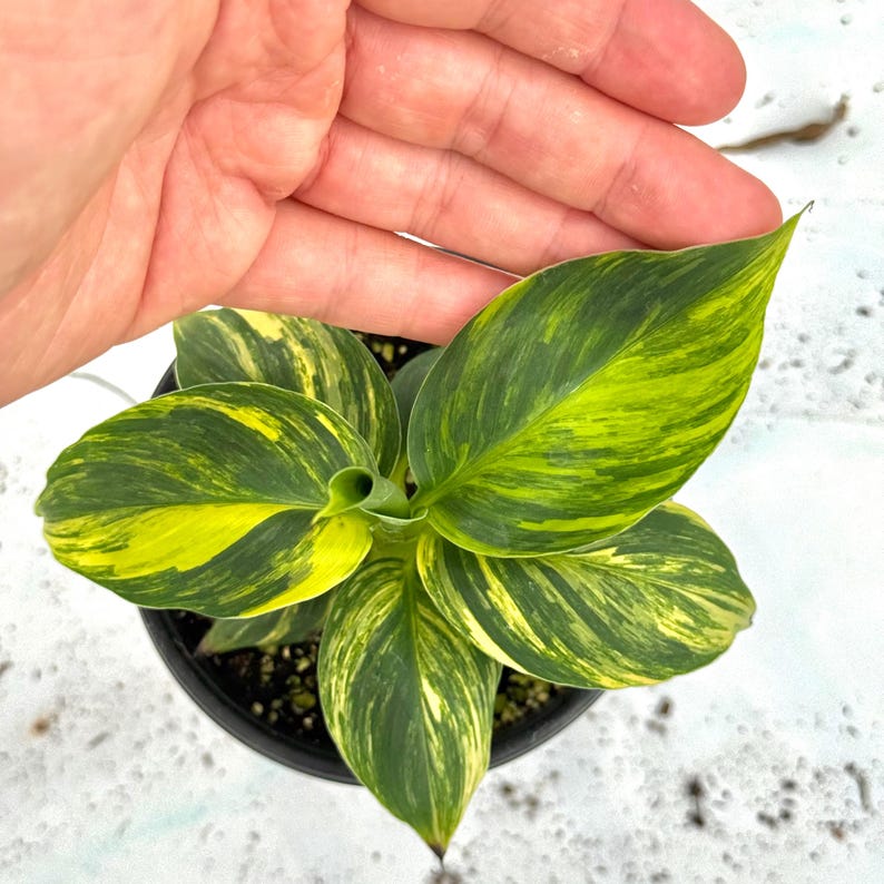 Musa Dwarf Cavendish Banana Tree Live Plant | Banana Musa Nono ...