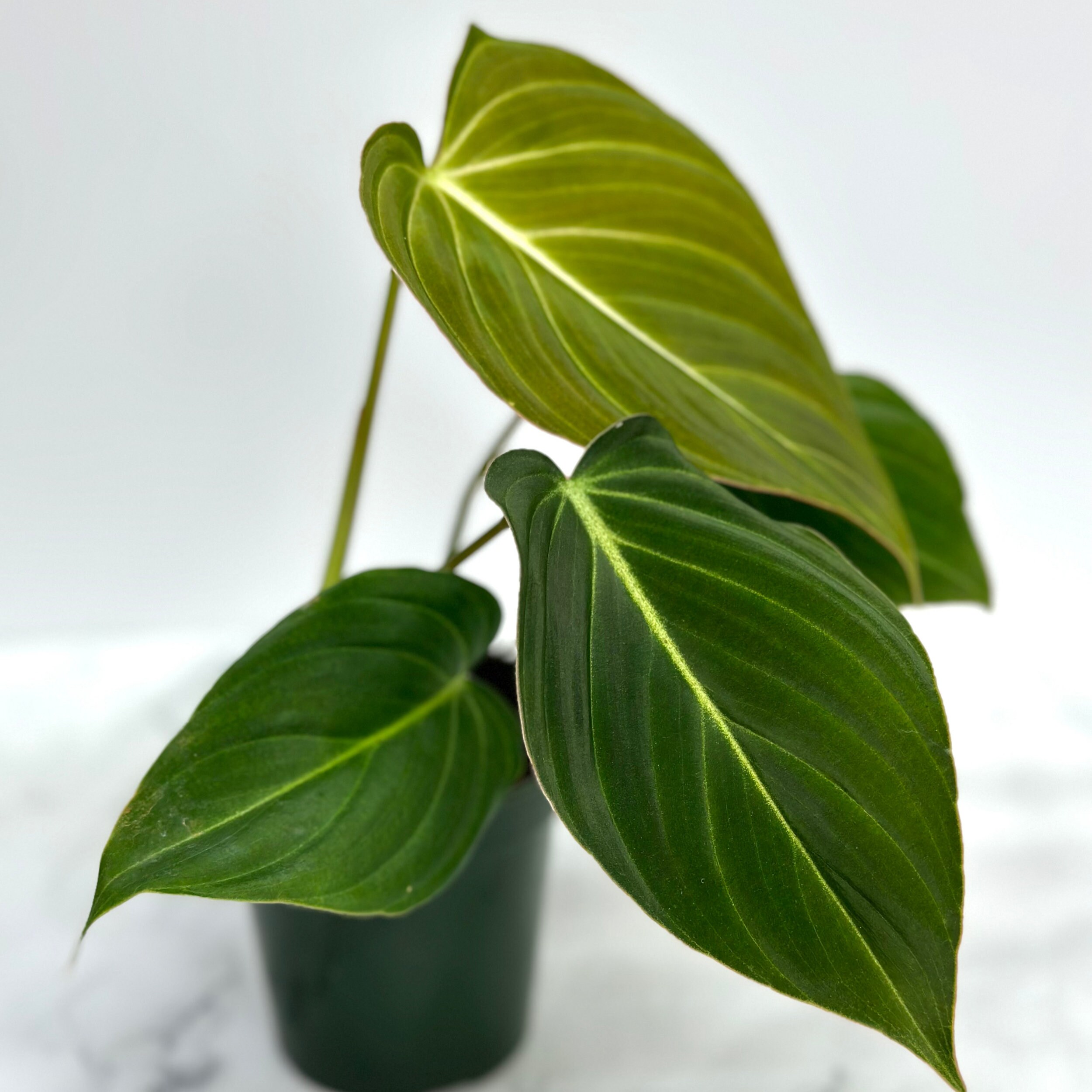 Philodendron Glorious Philo Glorious Philodendron - Etsy