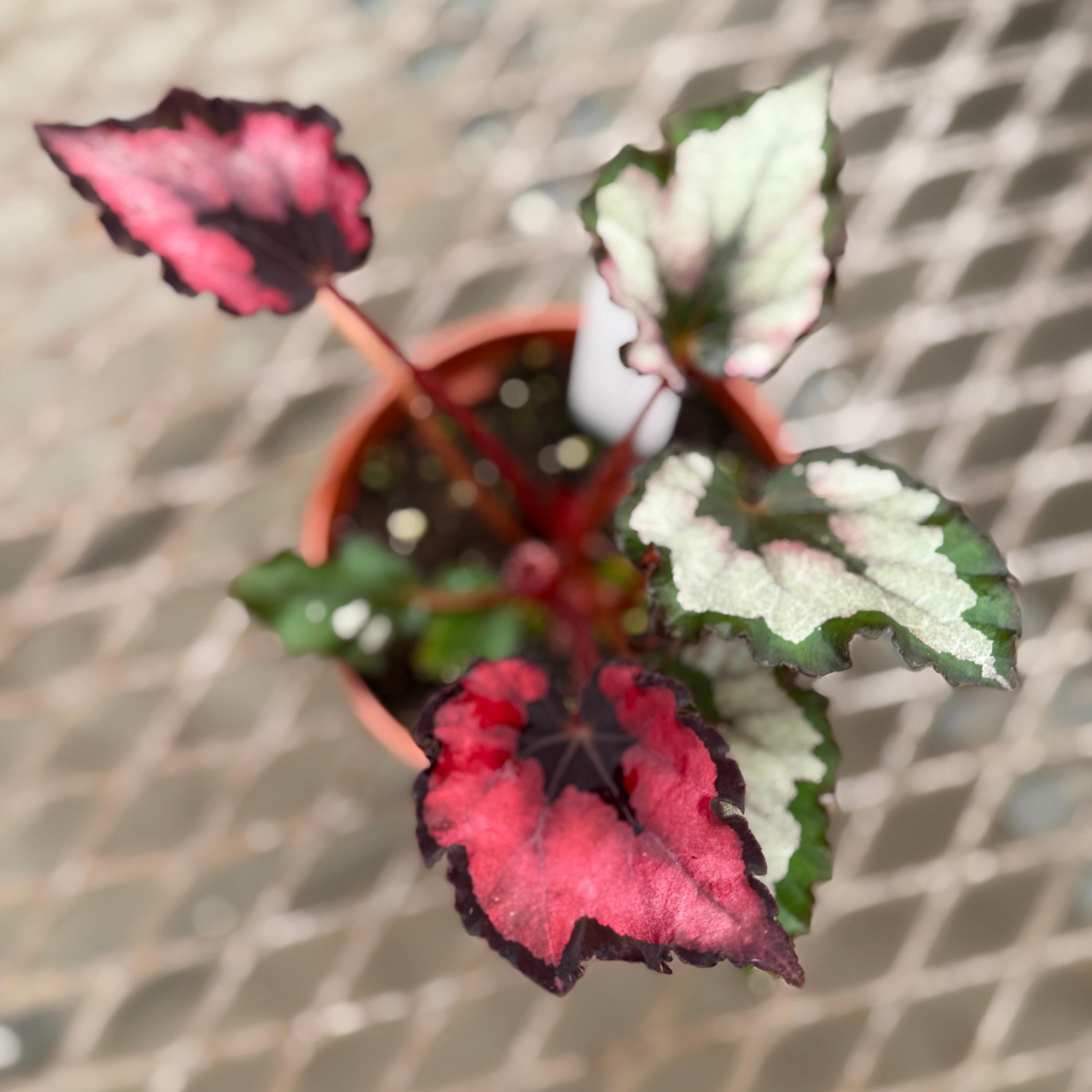 Begonia Red Robin Live Plant | Begonias Rex Indoor | Red and Pink House ...