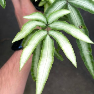 Ribbon Fern Large | Fully Rooted Fern Plant Live | Ribbon Fern Starter ...