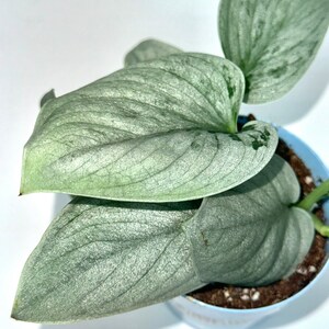 Scindapsus Sooo™ Silver | Newly Cultivated Scindapsus Sooo Silver ...